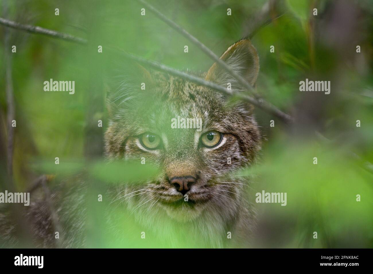 Canada lynx city hi-res stock photography and images - Alamy