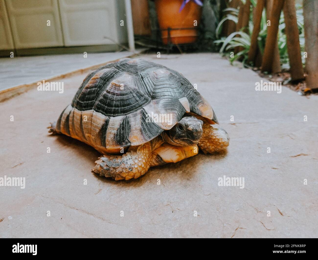 House of the turtle hi-res stock photography and images - Alamy