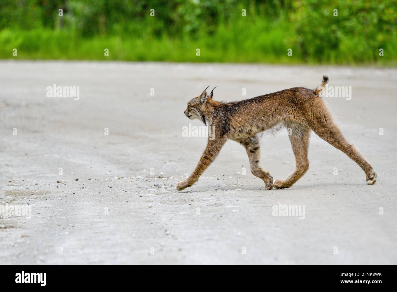 Wild Lynx Cat