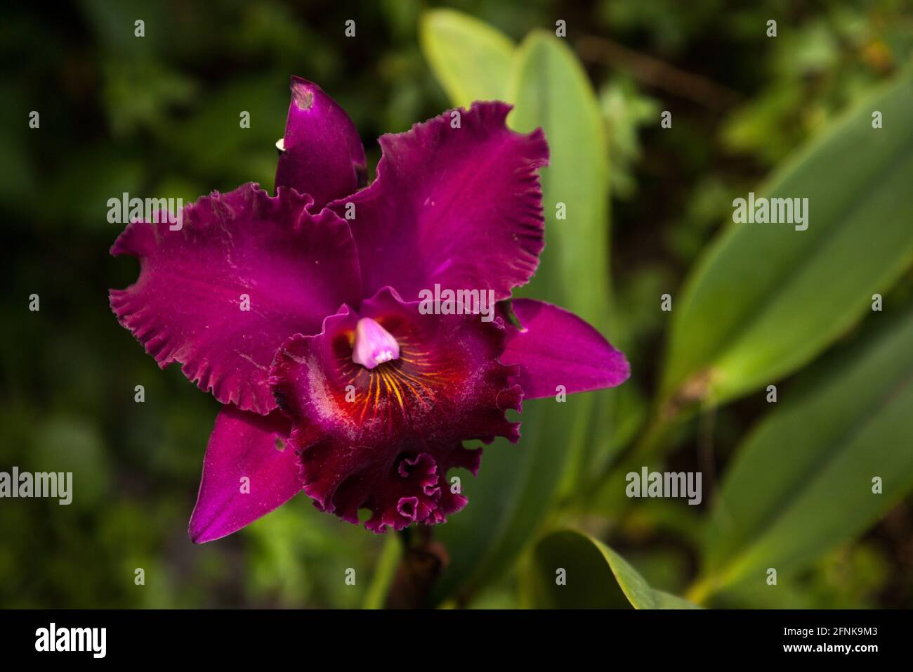 Purple red Cattleya orchid flower blooms in a garden in Naples, Florida ...