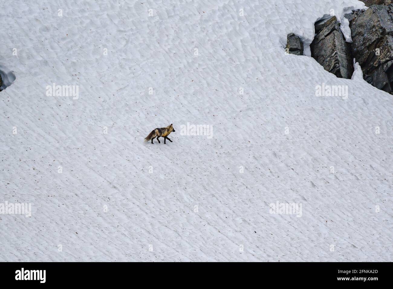 Blond, red & black fox running across snow covered side of a mountain ...