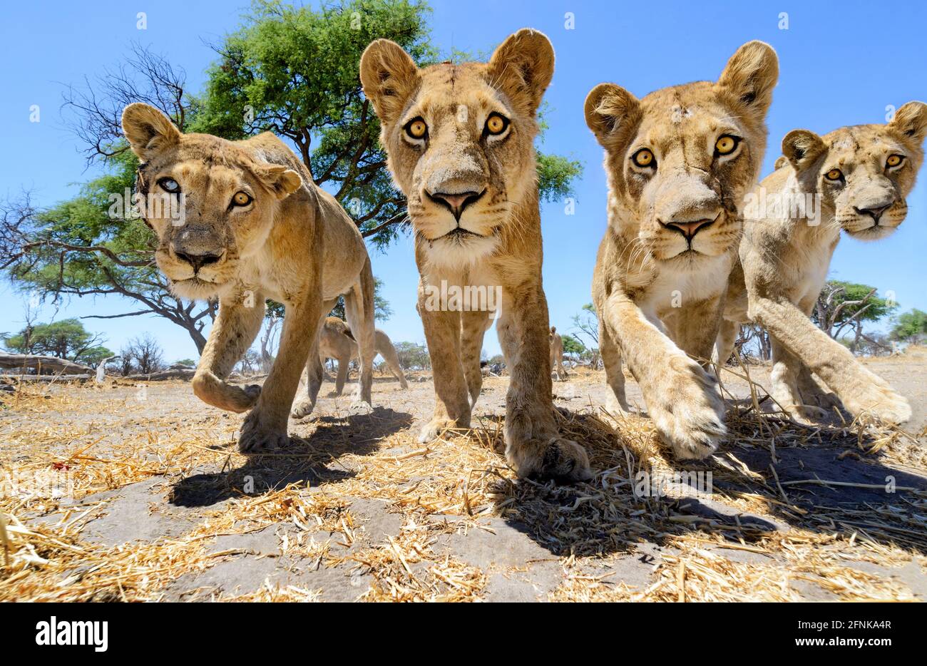 Close up lion shots taken using Car-L, Chris McLennan's remote ...