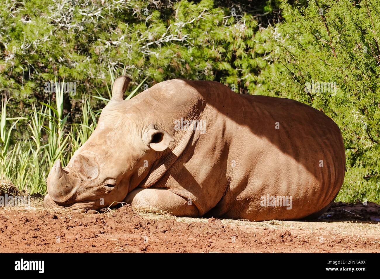 Hairy rhinoceros hi-res stock photography and images - Alamy