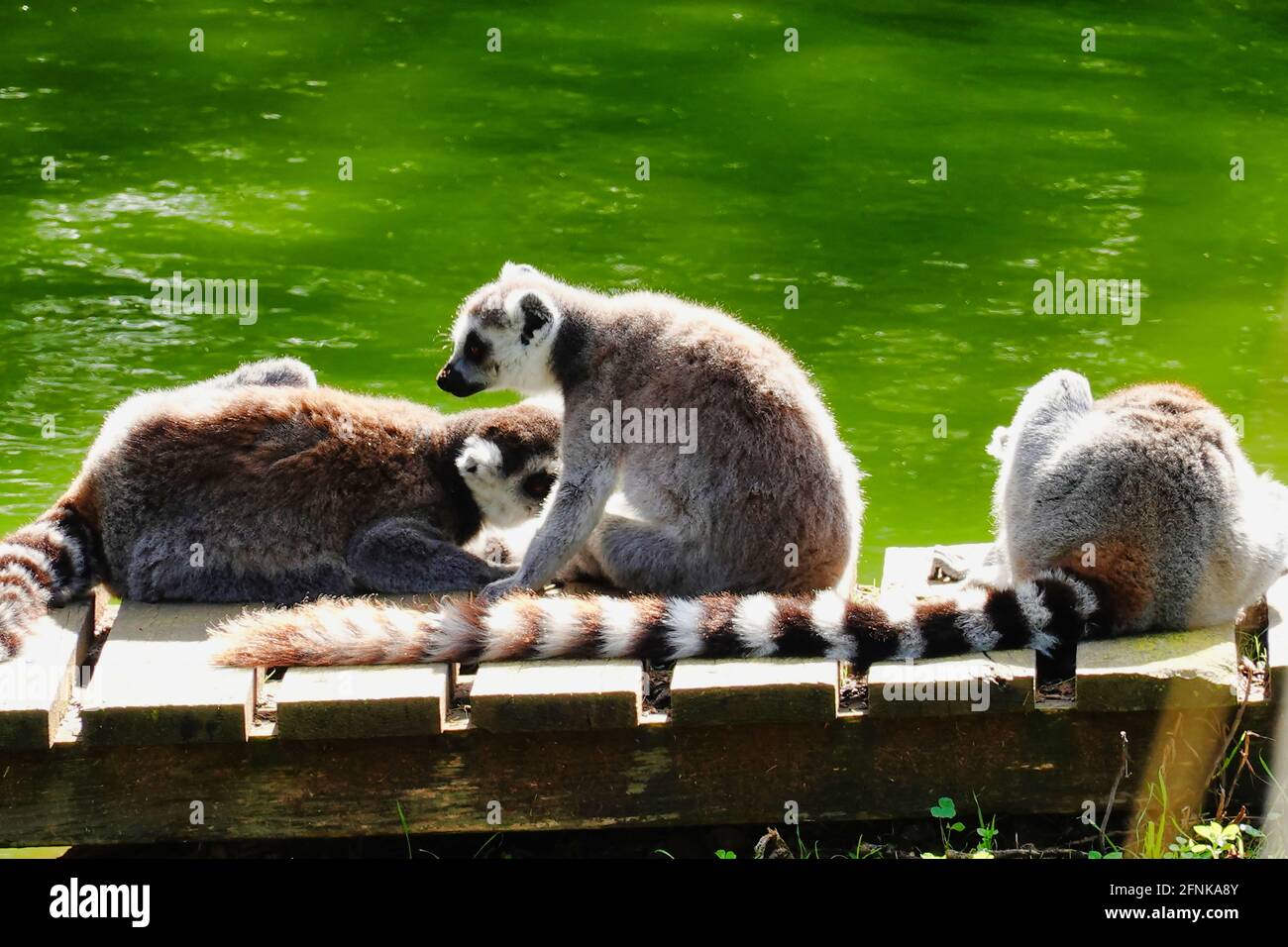 Dock eye hi-res stock photography and images - Alamy