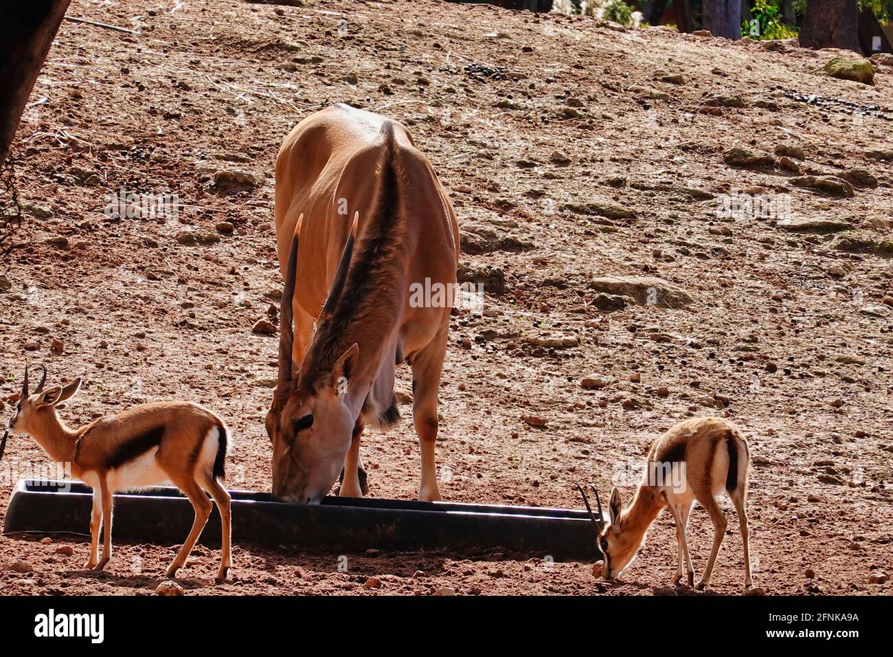 Mother antelope with its babies in the wild Stock Photo - Alamy