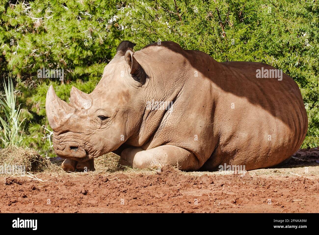 Hairy rhinoceros hi-res stock photography and images - Alamy