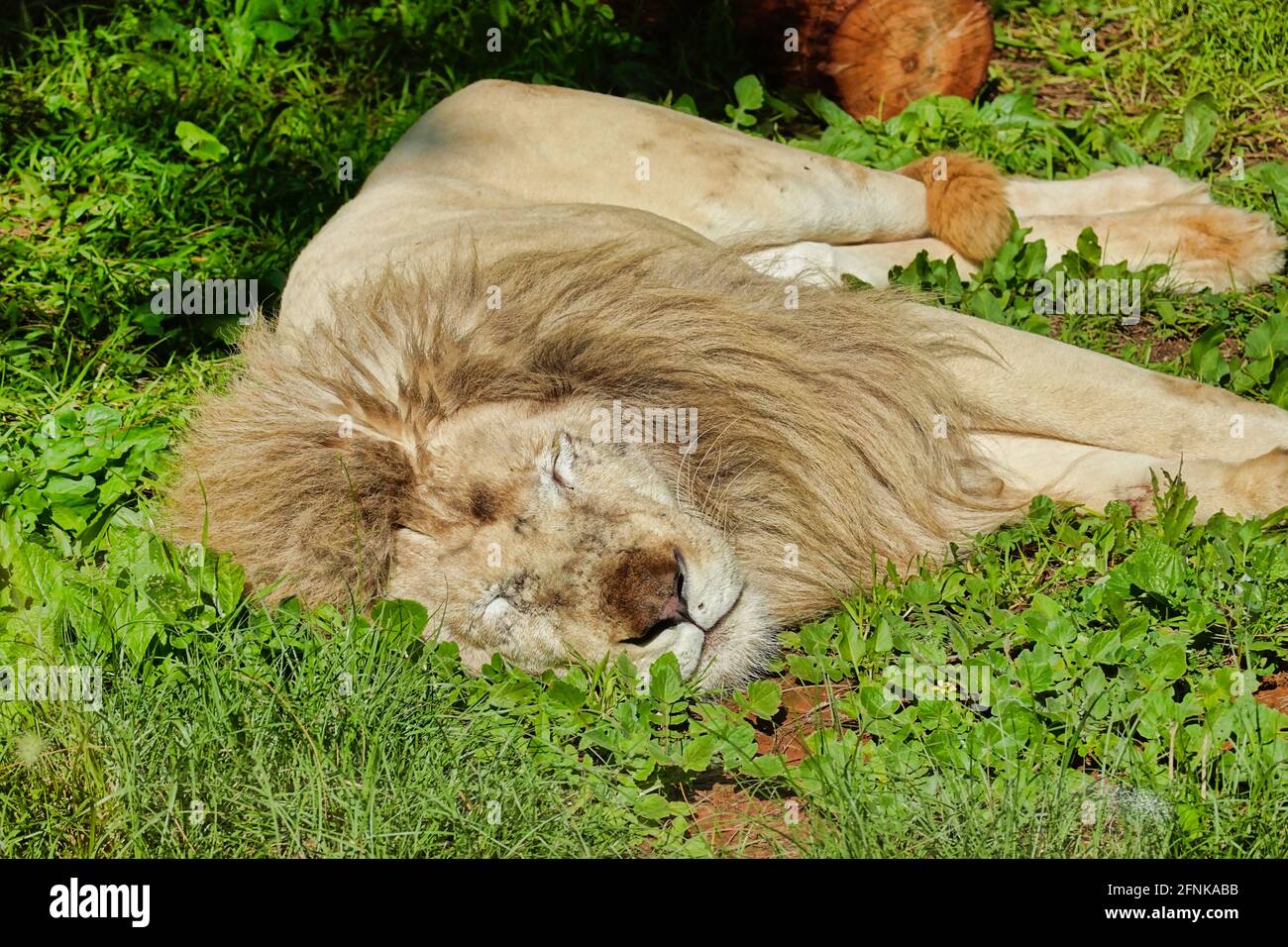 Male lion sleeping under the sunlight Stock Photo - Alamy