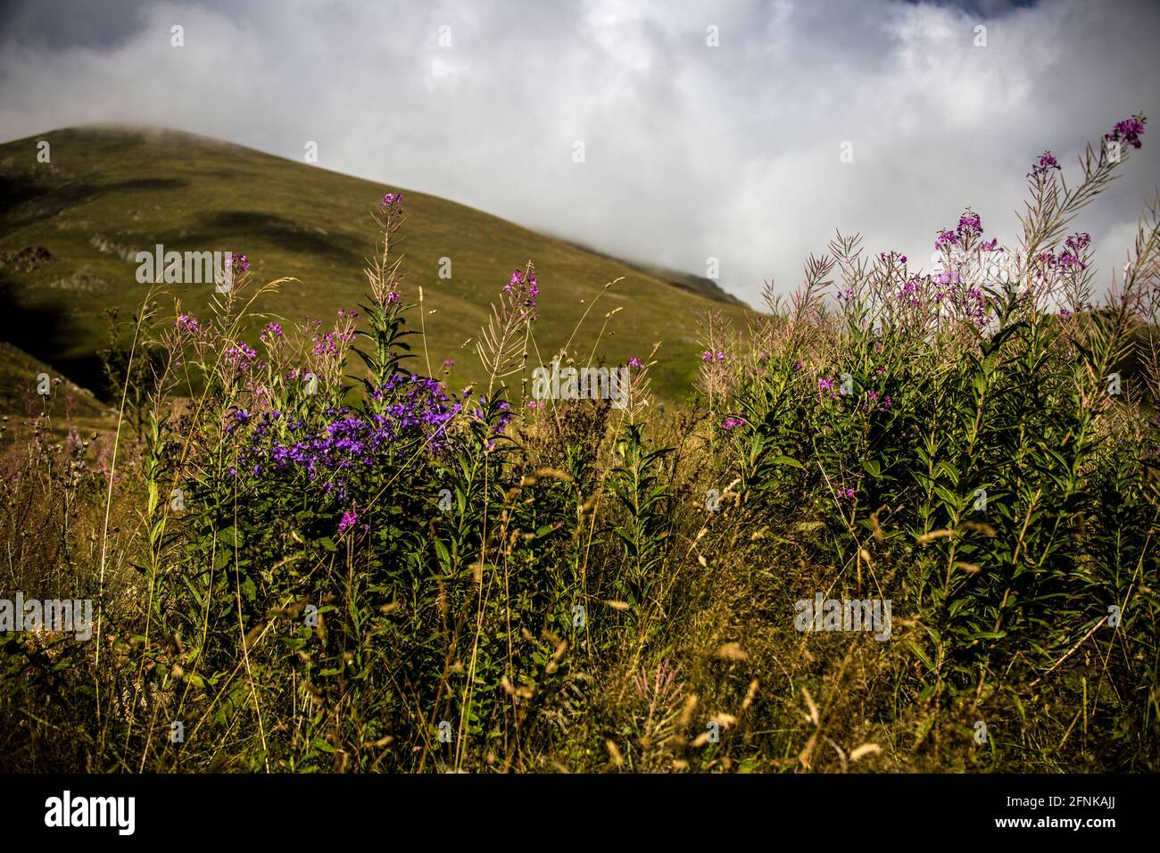 The unique view of the mountains on the Cimil Plateau in Rize, Turkey ...