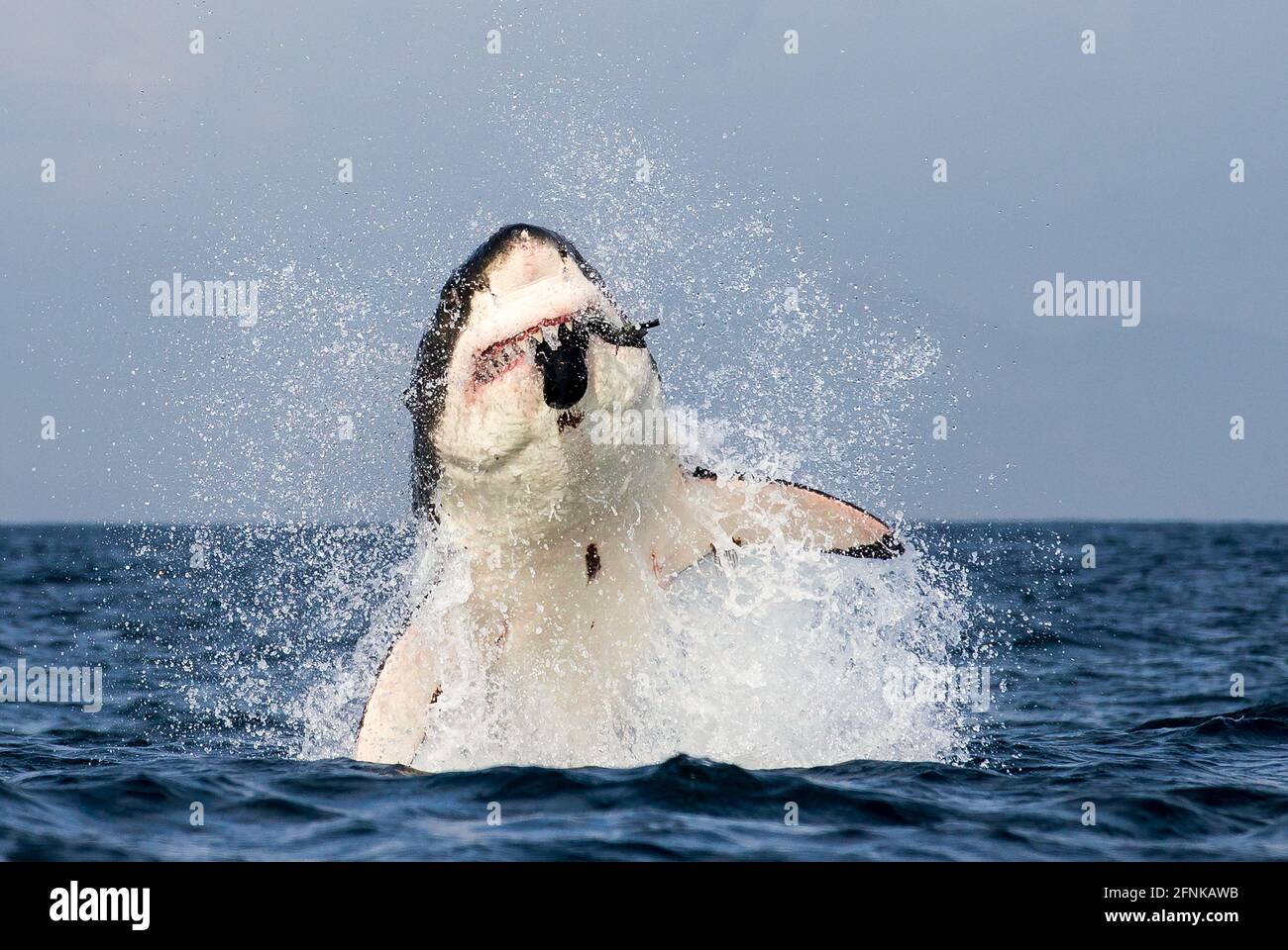 Great White shark breaching off False Island, South Africa Stock Photo ...