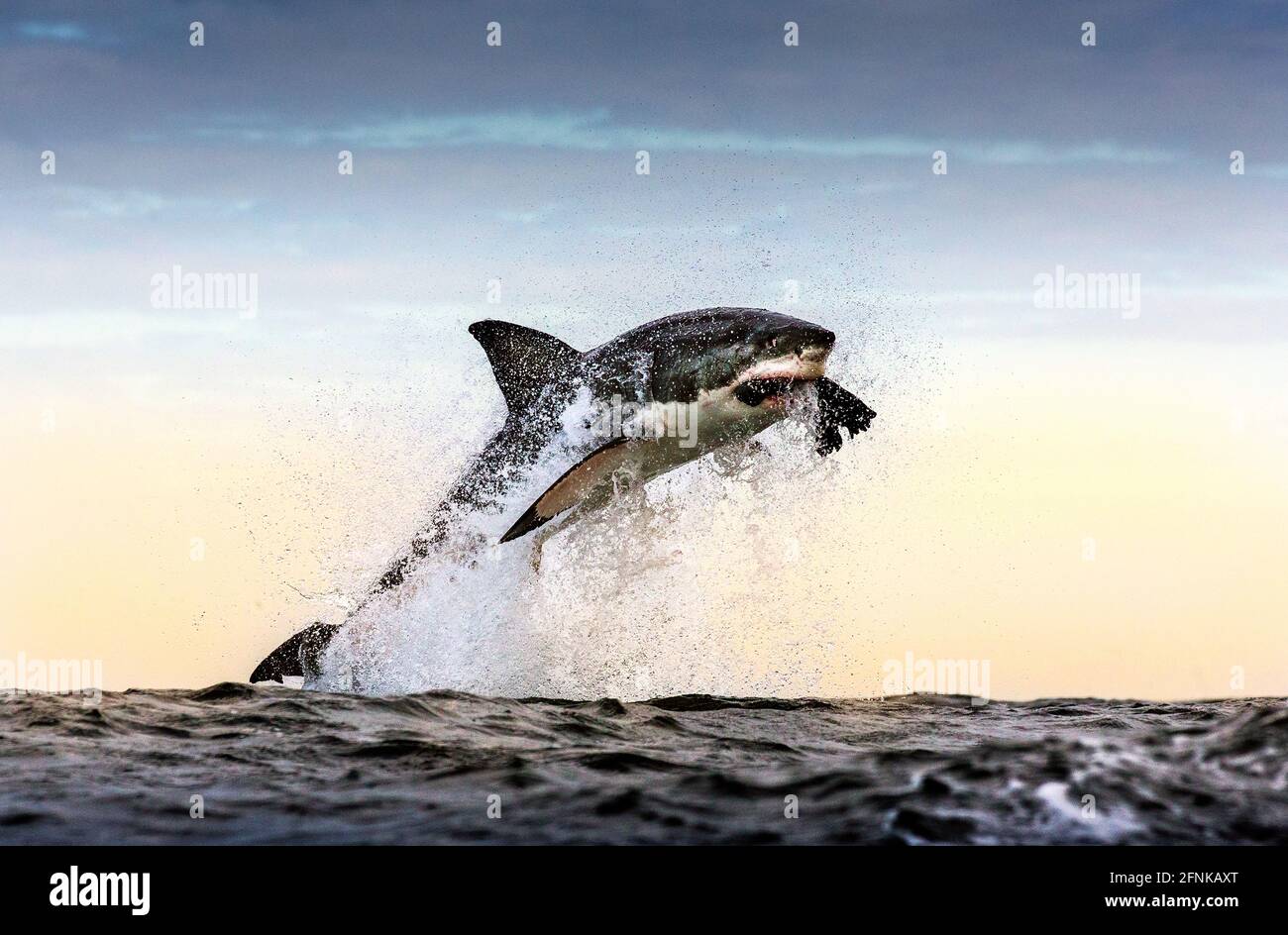 Great white shark,seal island hi-res stock photography and images - Alamy