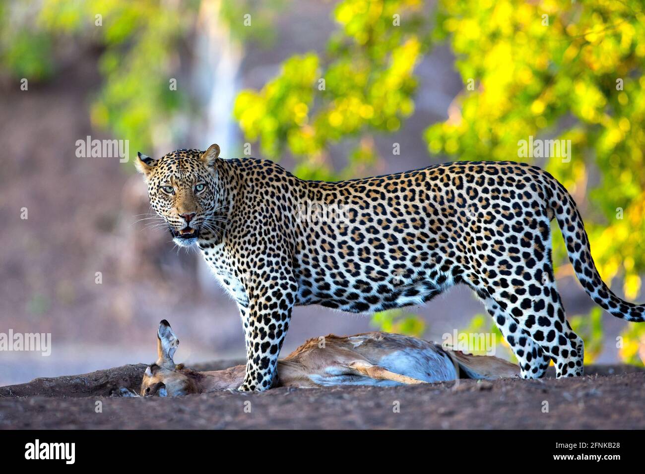 Large male leopard, Botswana Stock Photo - Alamy