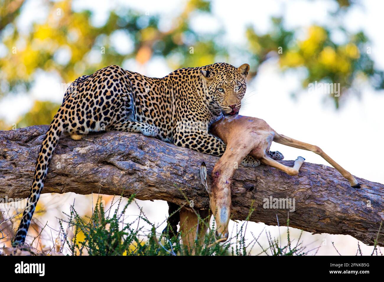 Large male leopard, Botswana Stock Photo - Alamy