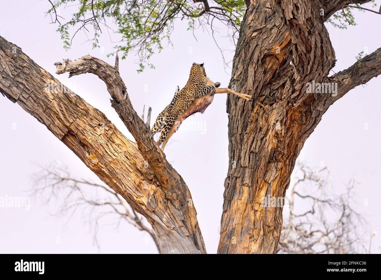 A leopard leaps between the branches of a large tree whilst carrying it ...