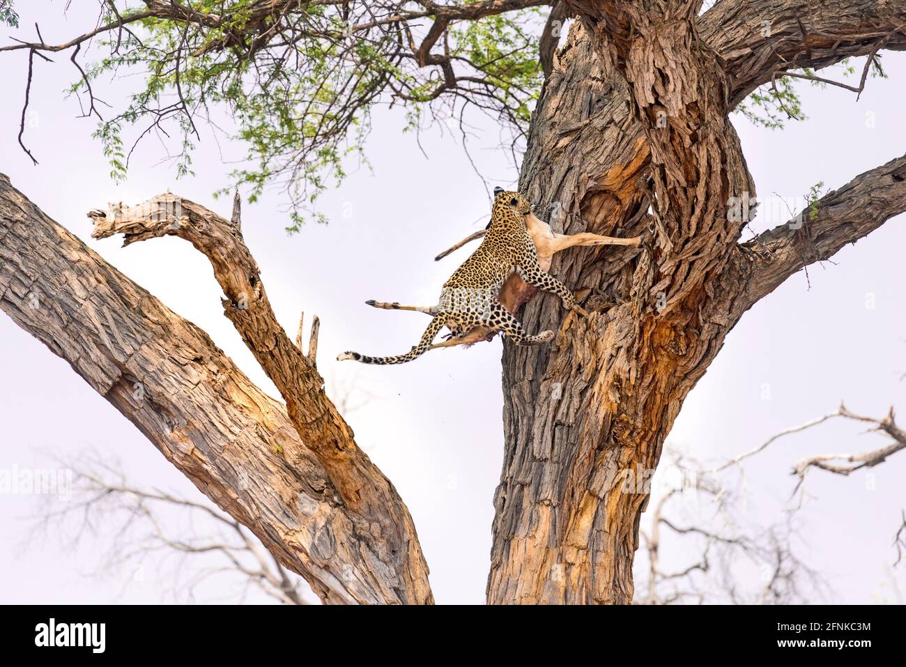 A leopard leaps a gap in a tree with its prey Stock Photo - Alamy