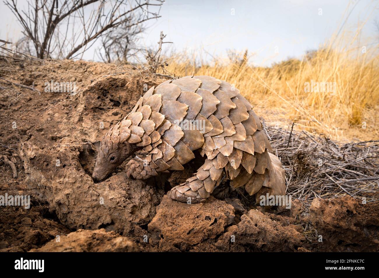 A very rare pangolin feeding from a termite mound, Namibia Stock Photo ...