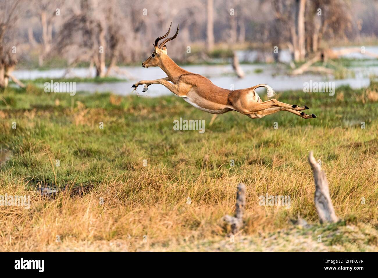 African Impala Jumping