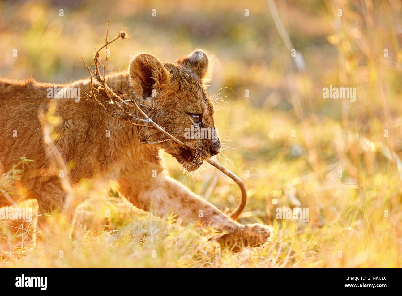 A lion cub and his stick Stock Photo - Alamy