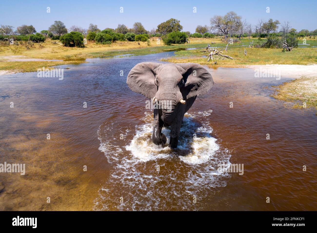 Elephant in the river, taken from above Stock Photo - Alamy