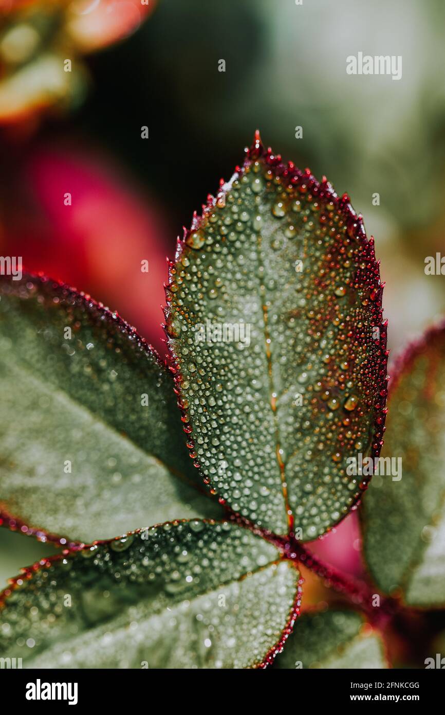 Rose leaves with dewdrops hi-res stock photography and images - Alamy
