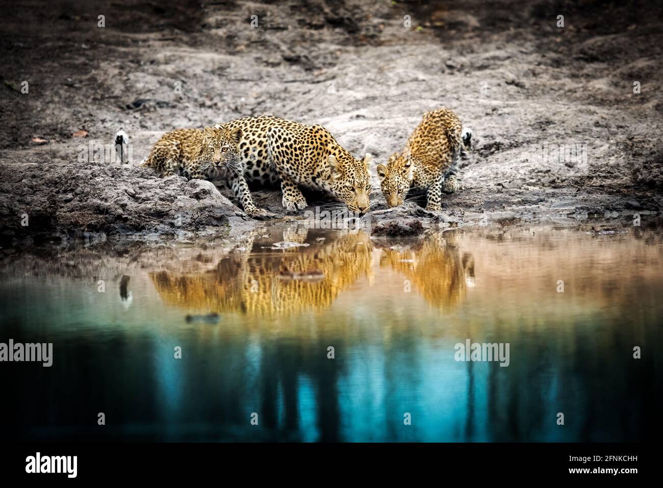 Leopard drink hi-res stock photography and images - Alamy