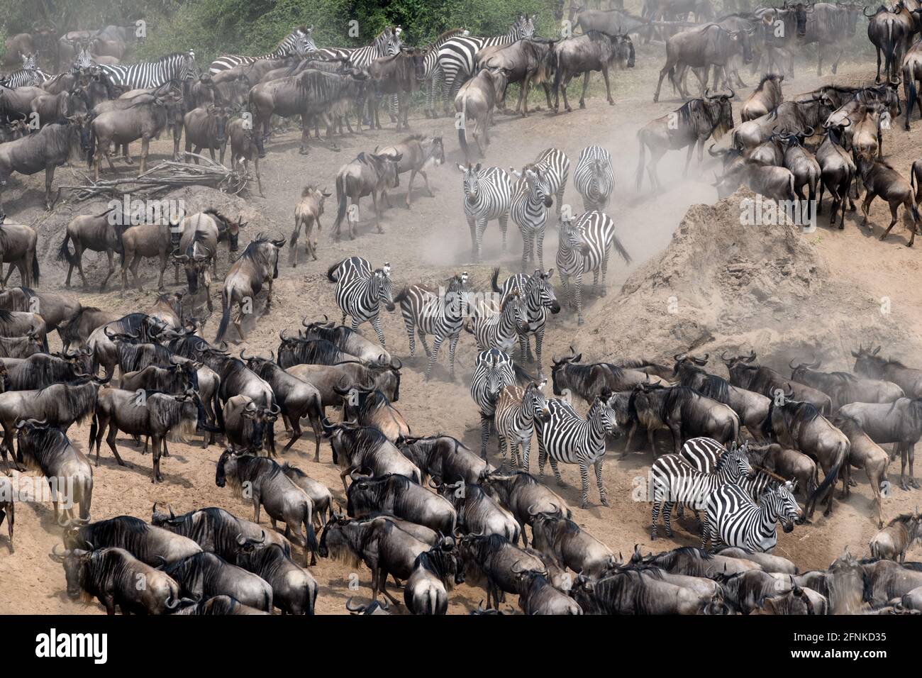 Zebra and wildebeast migration hi-res stock photography and images - Alamy