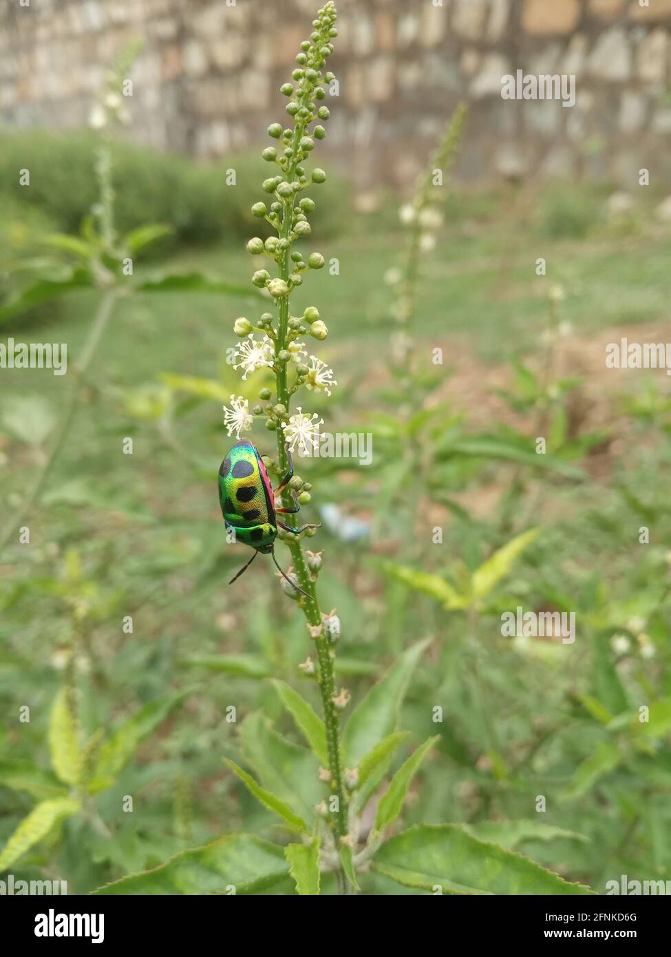 Cute little green leaf beetle with black spots going down a thin plant ...