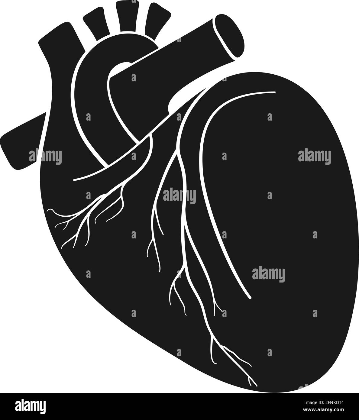 Illustration of anatomical human heart organ in vector Stock Vector ...