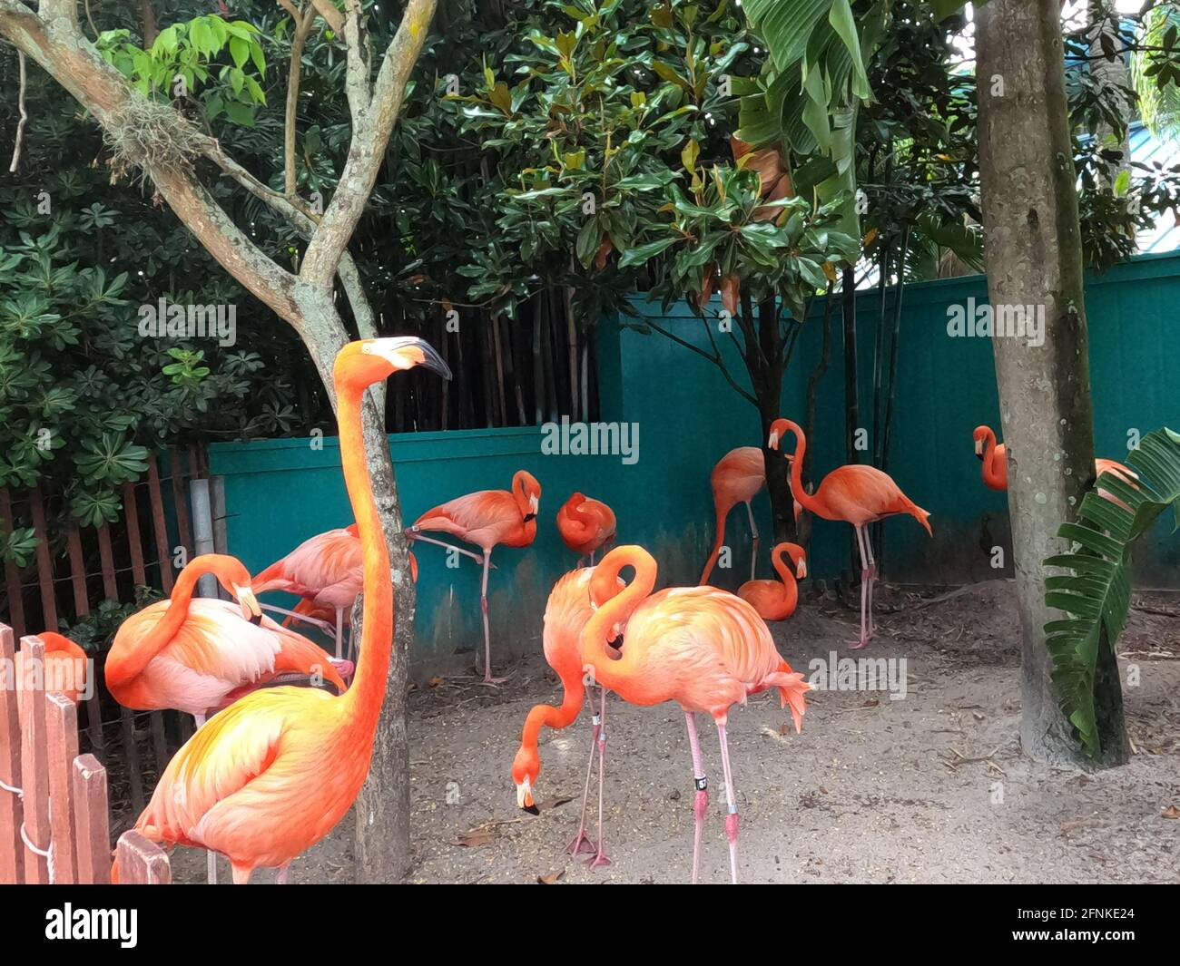 Seaworld orlando flamingo hi-res stock photography and images - Alamy