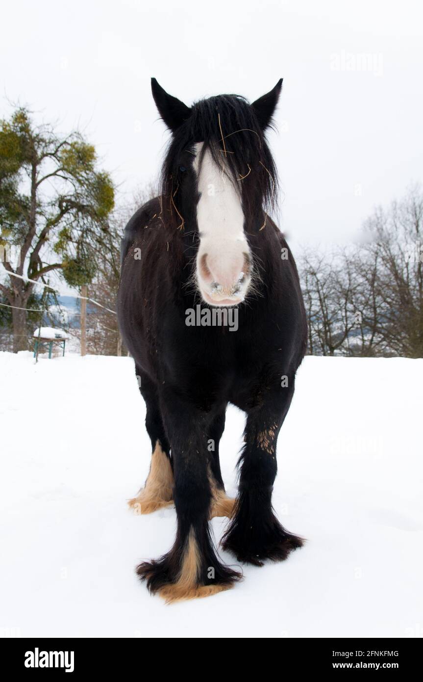 Black Clydesdale Stallion