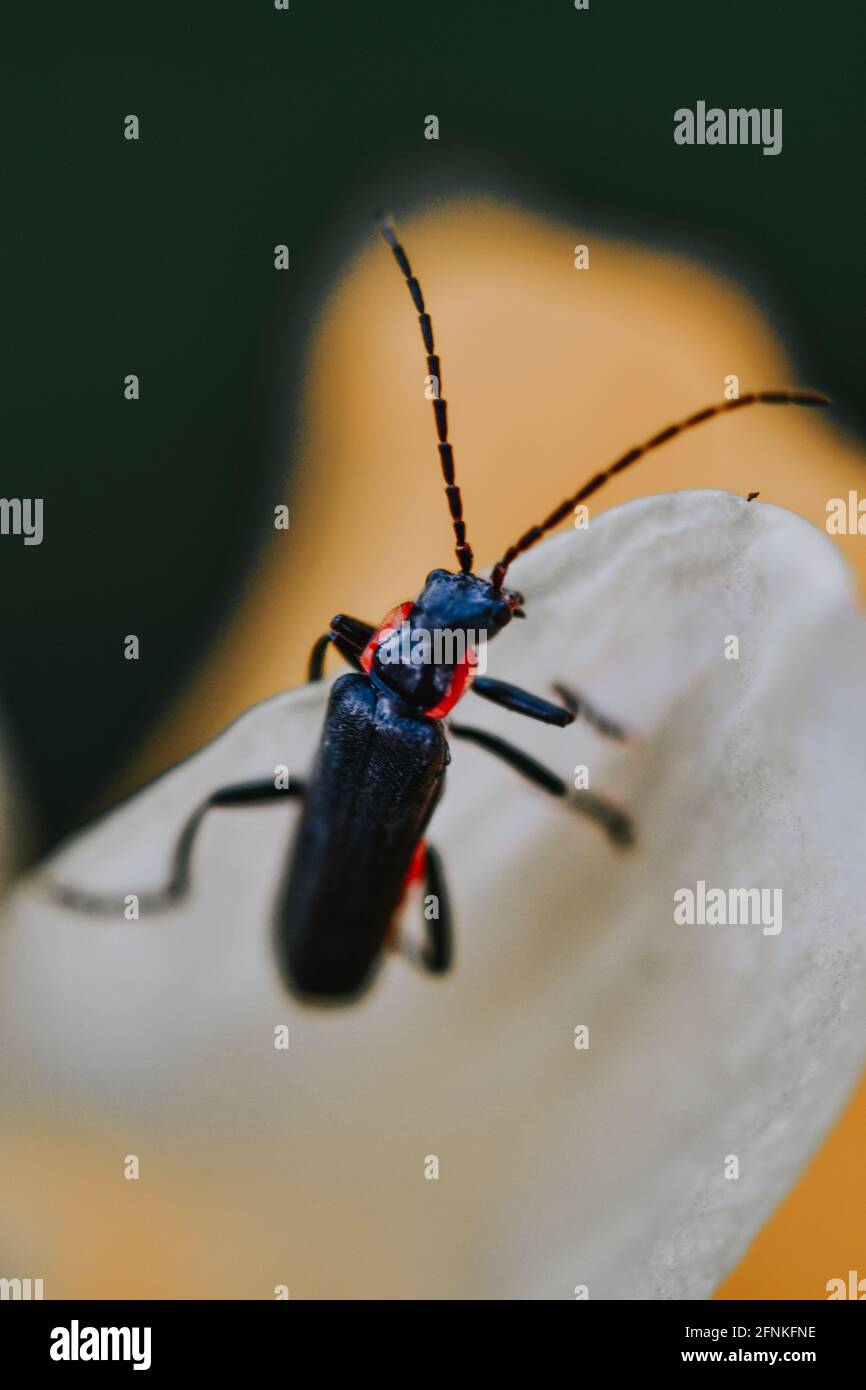 Vertical shot of a soldier beetle on a white petal Stock Photo - Alamy