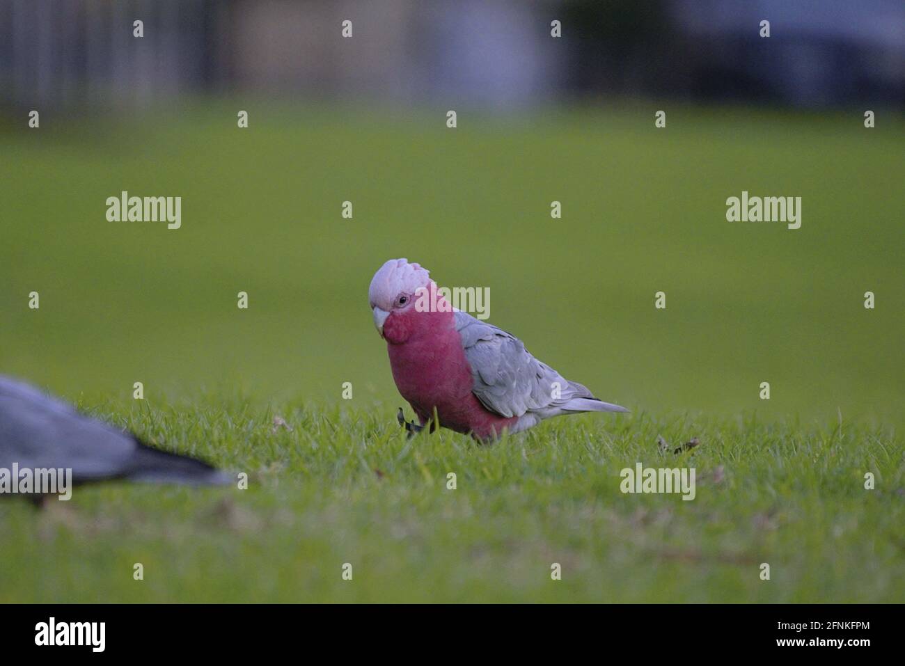 Galah australian bird native hi-res stock photography and images - Alamy