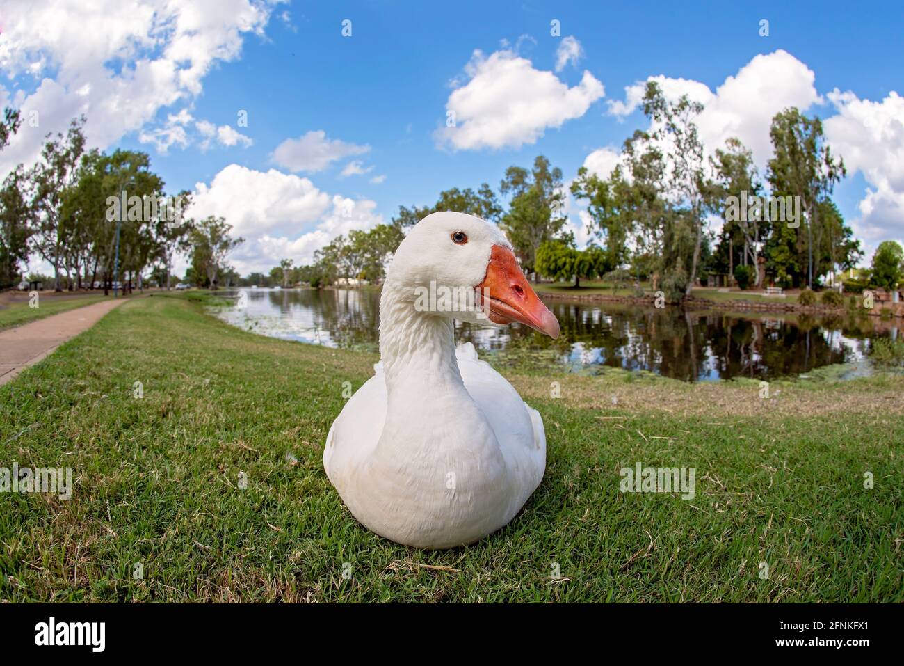 Close up of a grey goose with a fisheye lens Stock Photo - Alamy