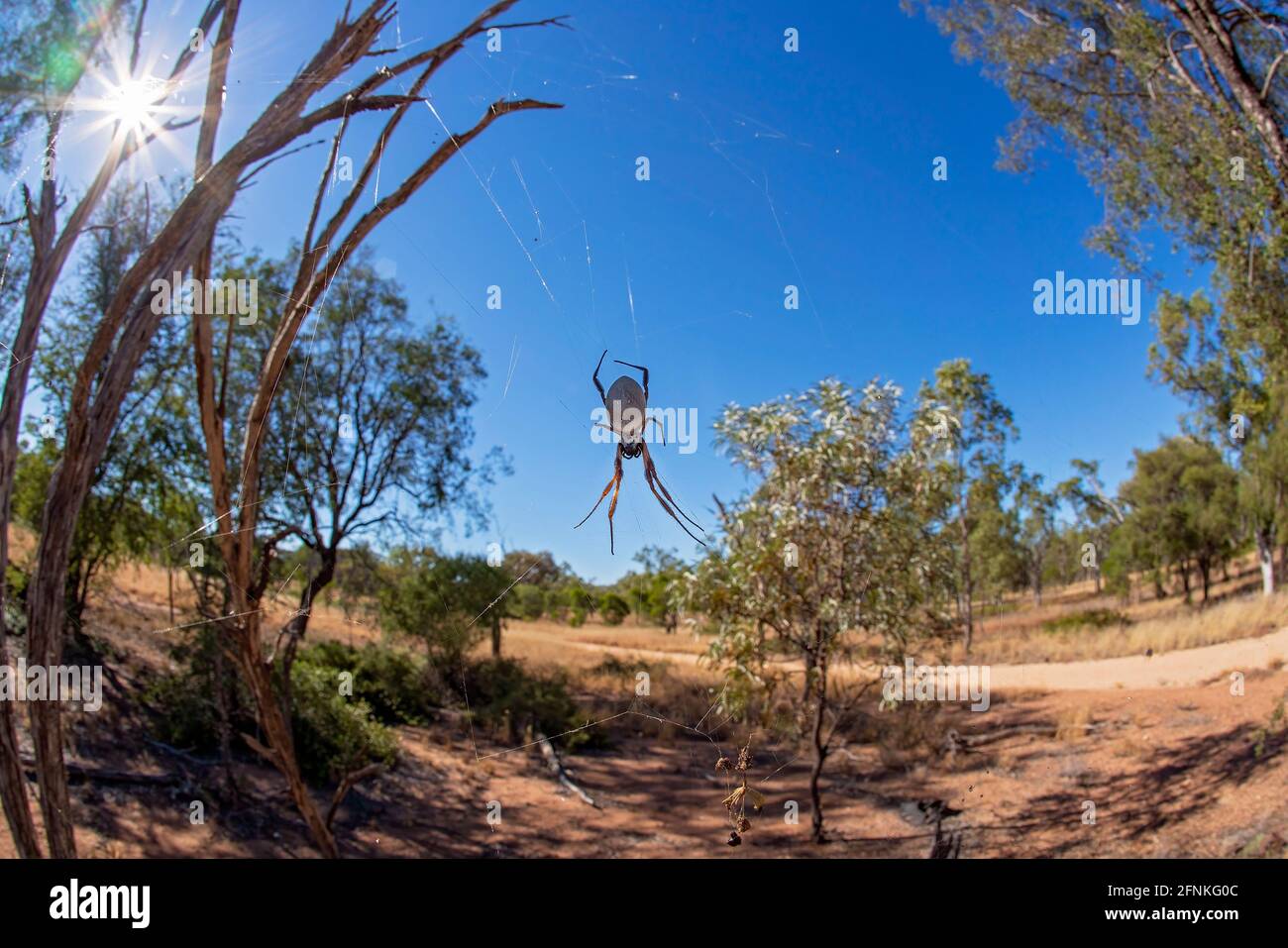 Larger spider in a web captured with a fisheye lens Stock Photo - Alamy