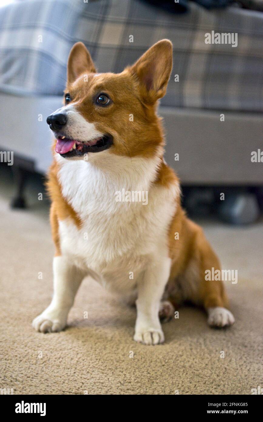 Pembroke Welsh Corgi Stock Photo - Alamy