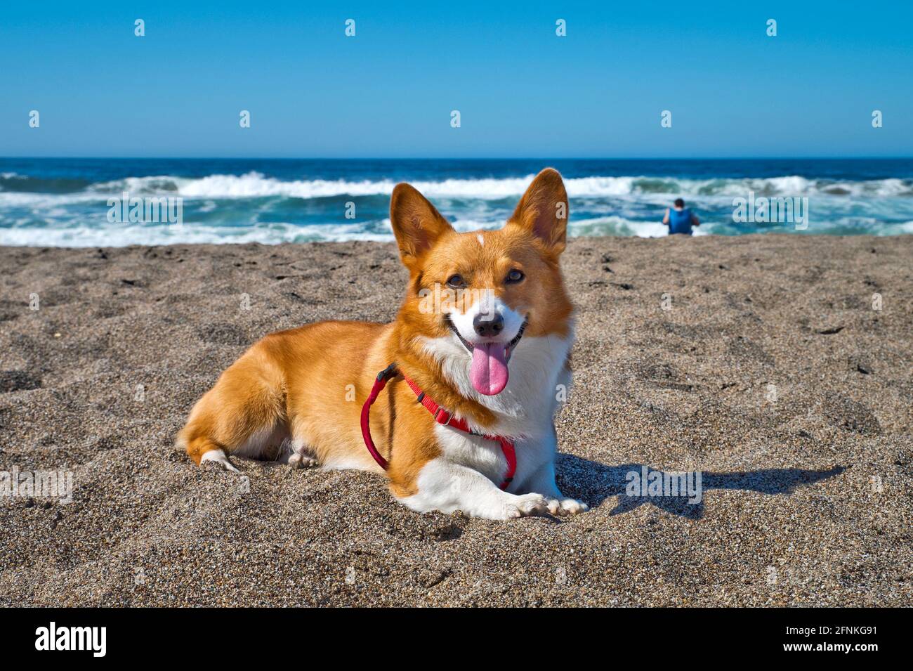 Corgi on the beach Stock Photo - Alamy