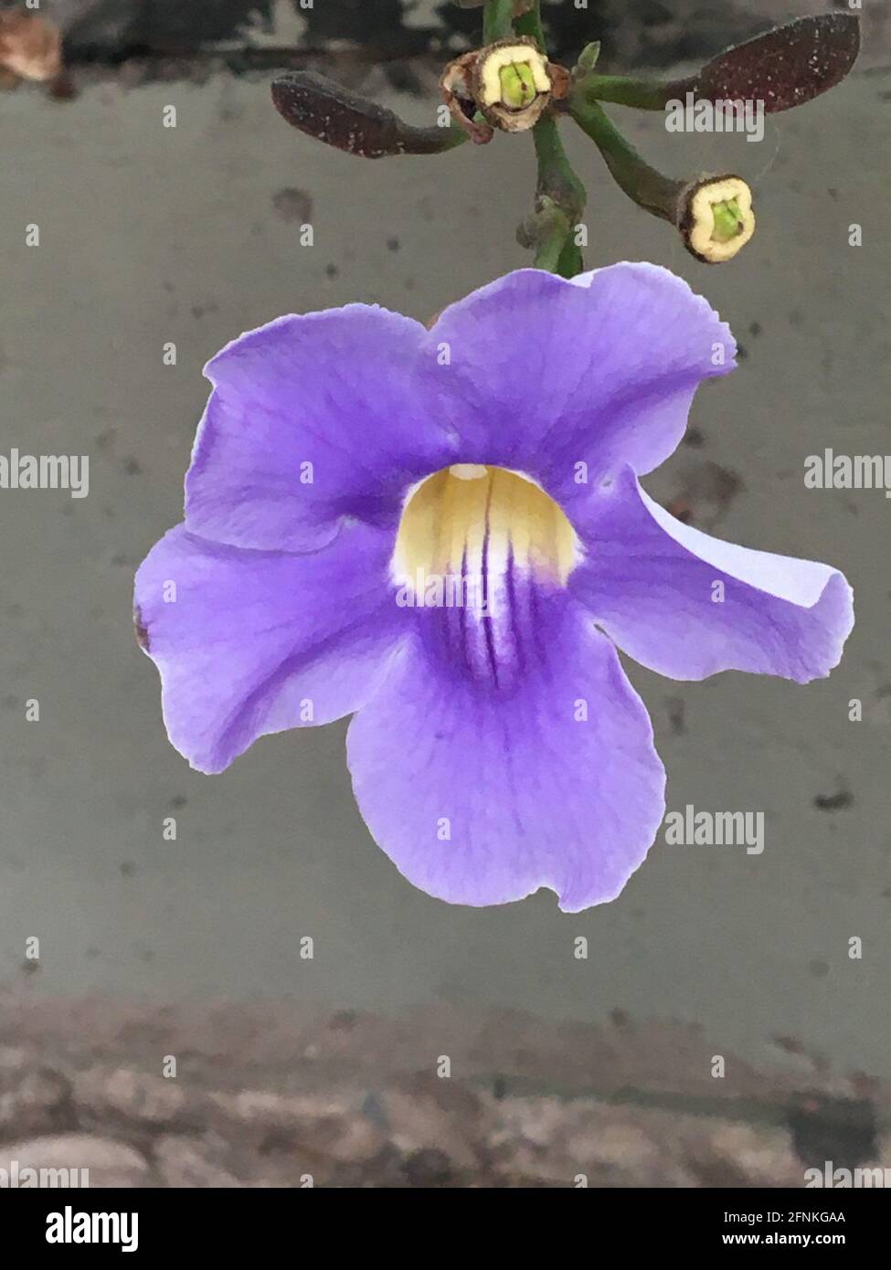 violet flower of a creeper plant Stock Photo - Alamy