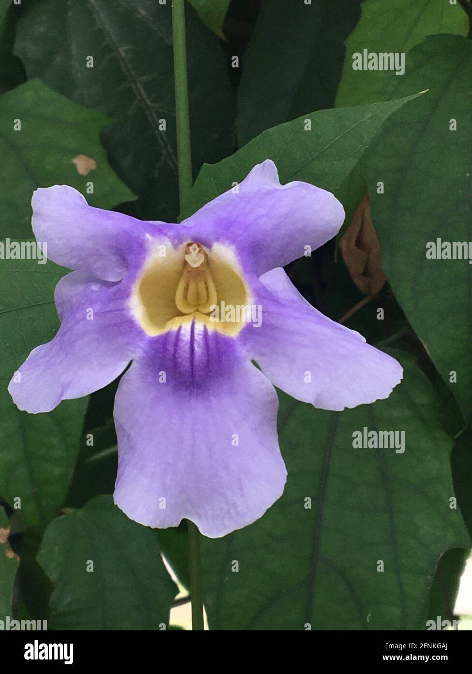 violet flower of a creeper plant Stock Photo - Alamy