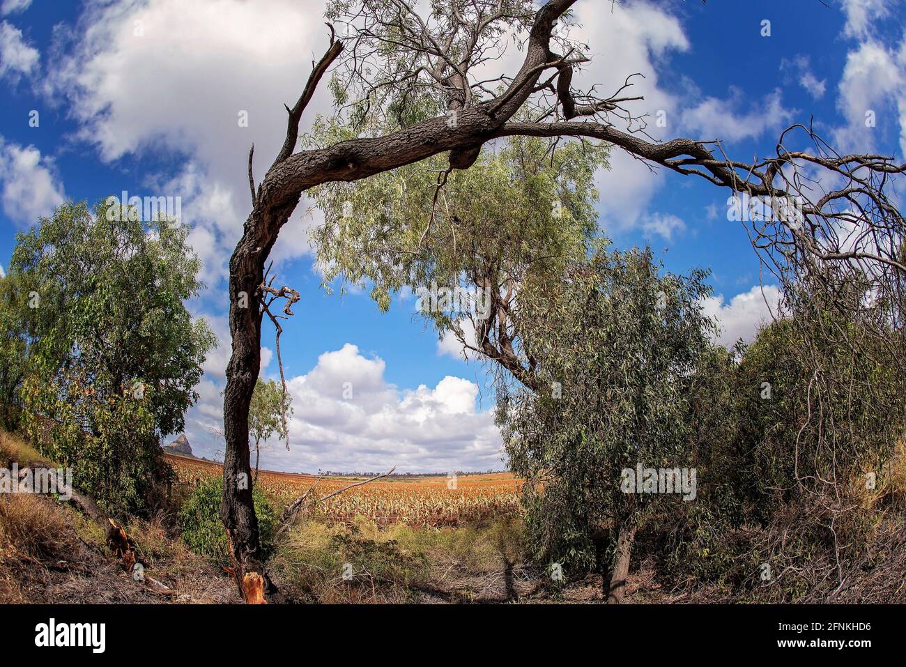 Country landscape with tree foreground and a crop of sorghum, fisheye ...