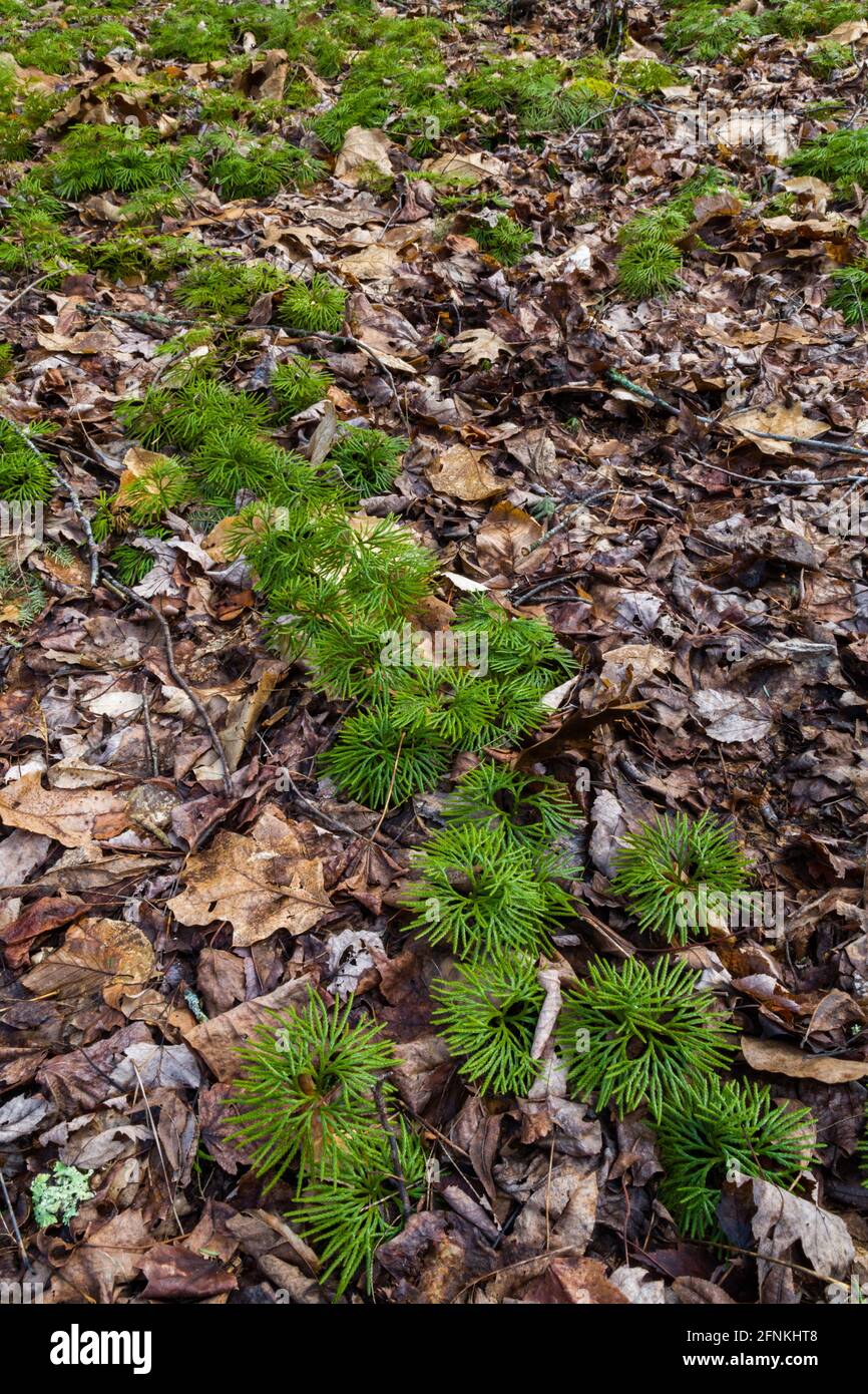 Ground Ferns in the Great Smoky Mountains Stock Photo - Alamy