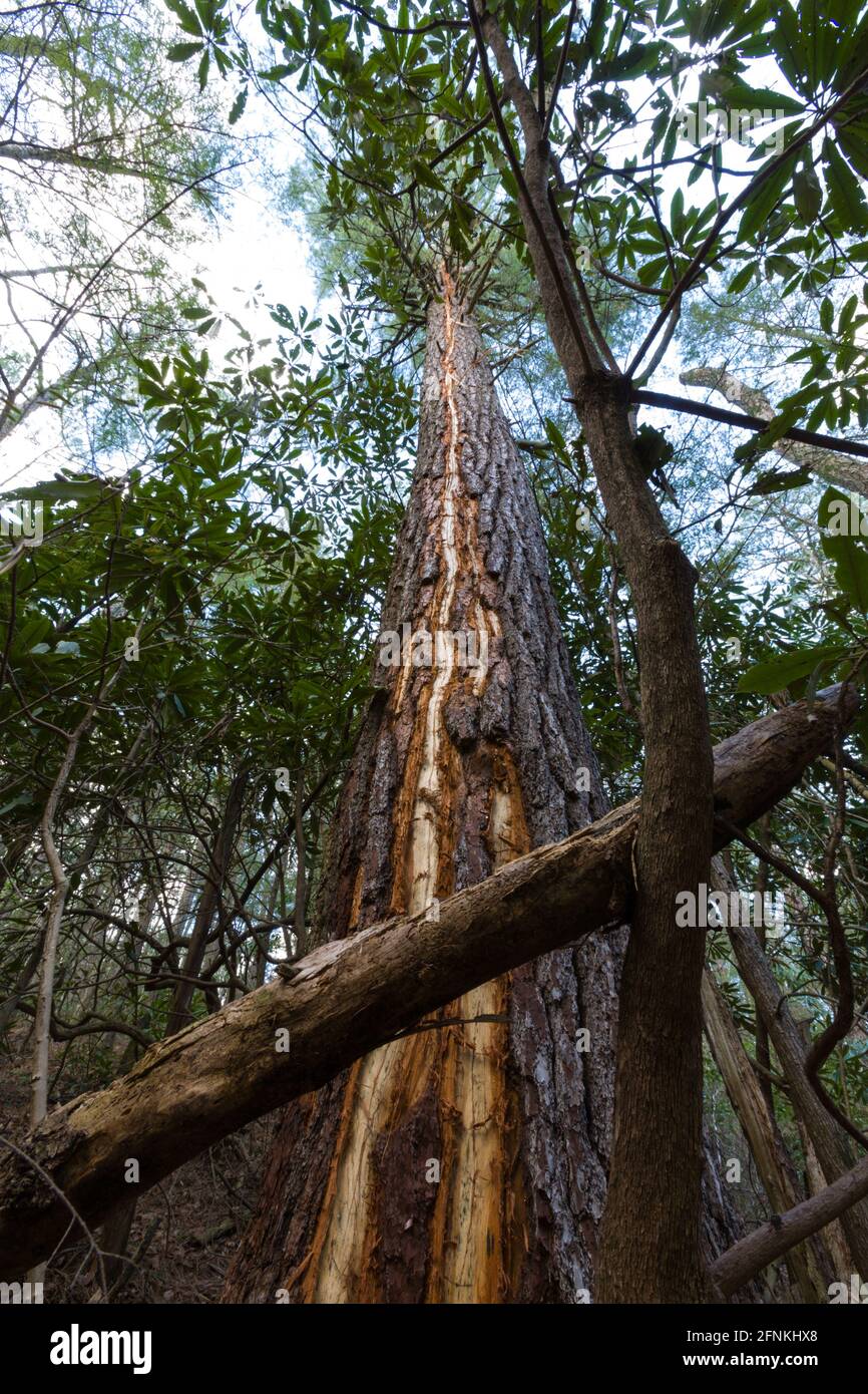 Struck tree hi-res stock photography and images - Alamy