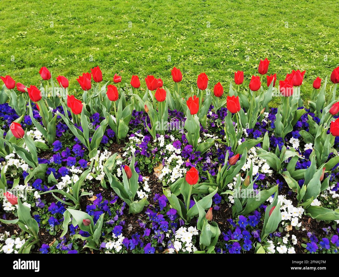 Beautiful shot of red tulips in the garden Stock Photo - Alamy