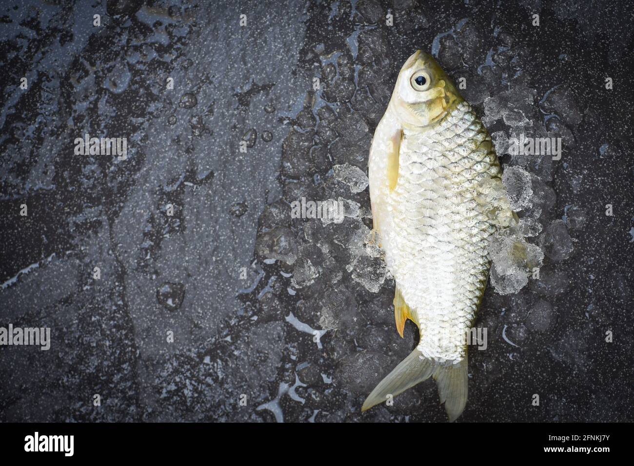 Fresh fish top view, Silver Barb fish on ice, Java Barb Carp Fish on ...