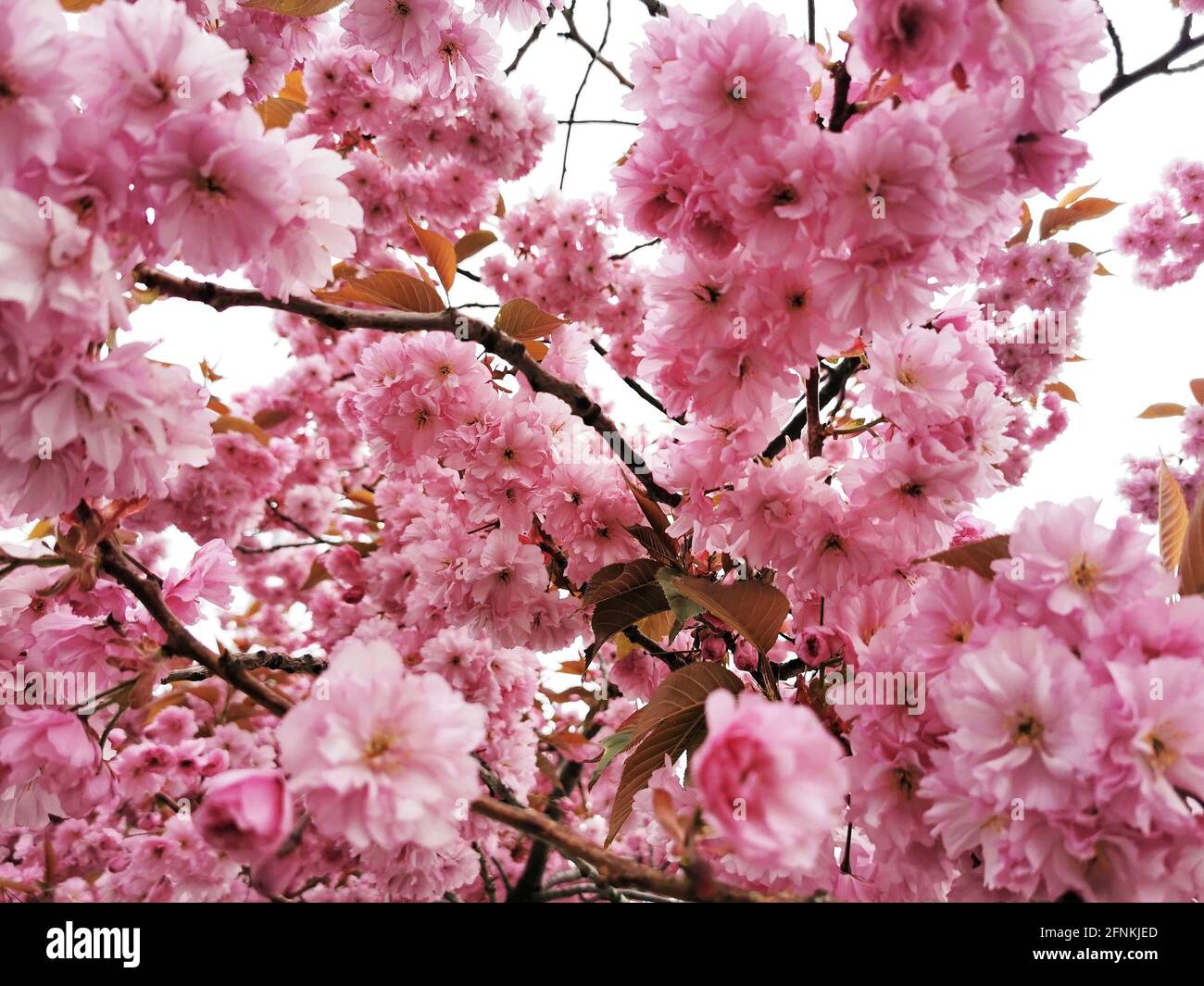 Closeup shot of beautiful flowers Stock Photo - Alamy