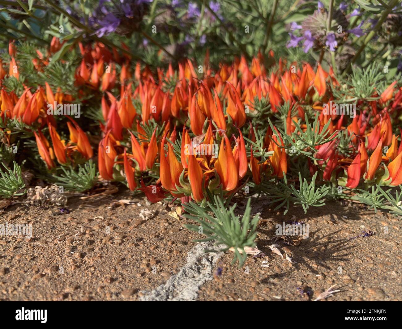 Beautiful shot of vibrant orange coral gem flowers surrounded by spiky ...
