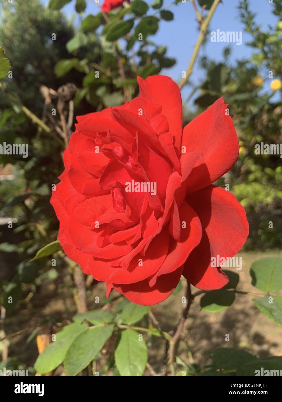 Vertical closeup shot of a vibrant red garden rose with a blurred ...