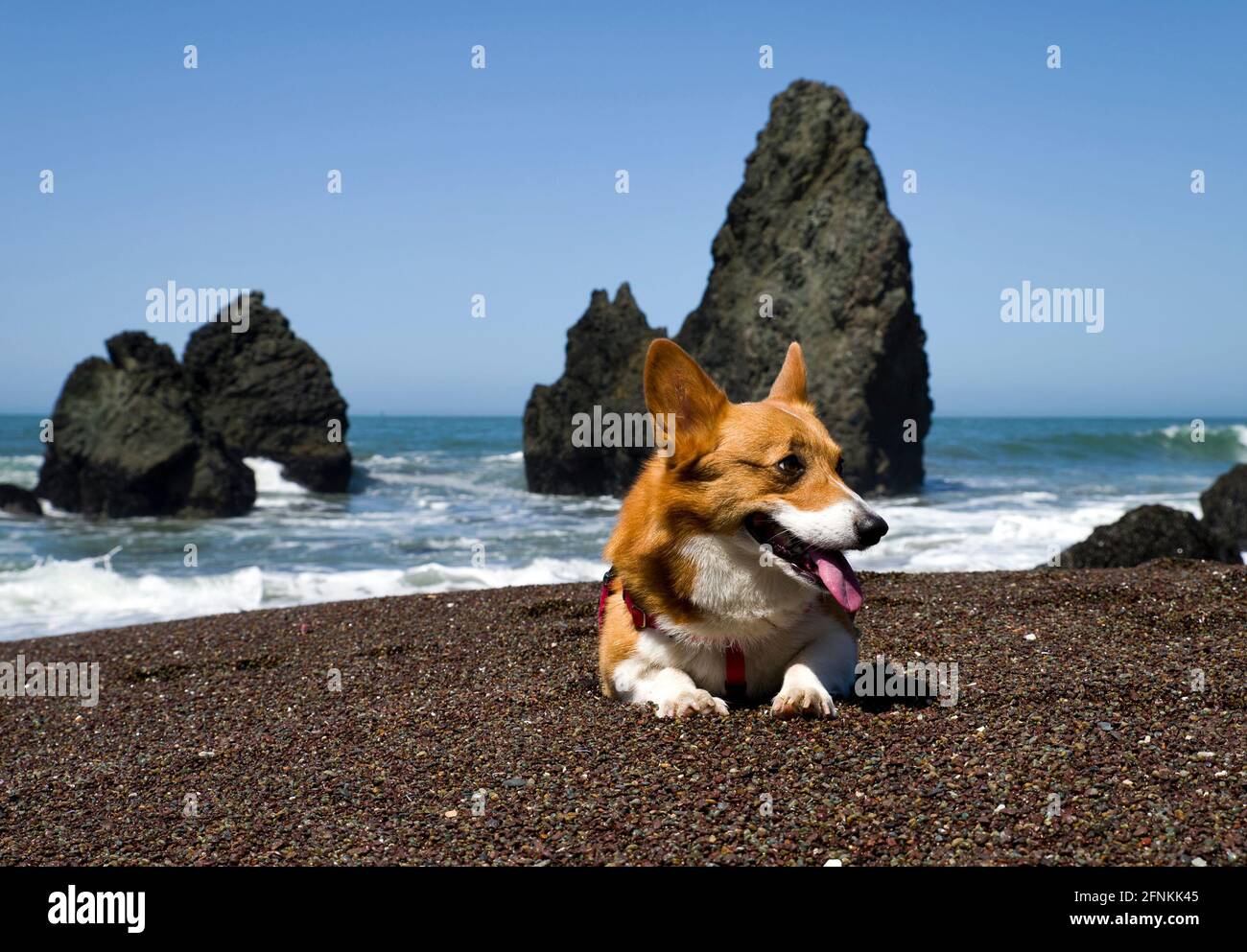 Corgi on the beach Stock Photo - Alamy