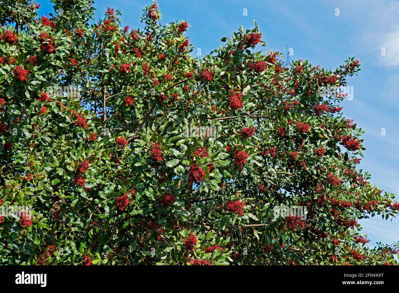 Brazilian peppertree (Schinus terebinthifolius Stock Photo - Alamy