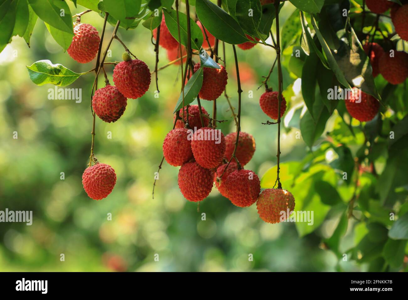 Lychee orchards hi-res stock photography and images - Alamy