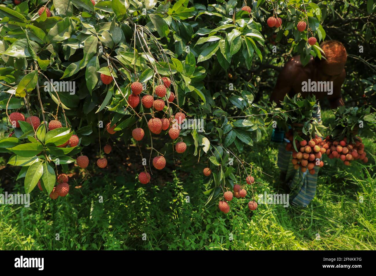 A man picks fresh lychee fruit from a tree in lychee orchard at ...