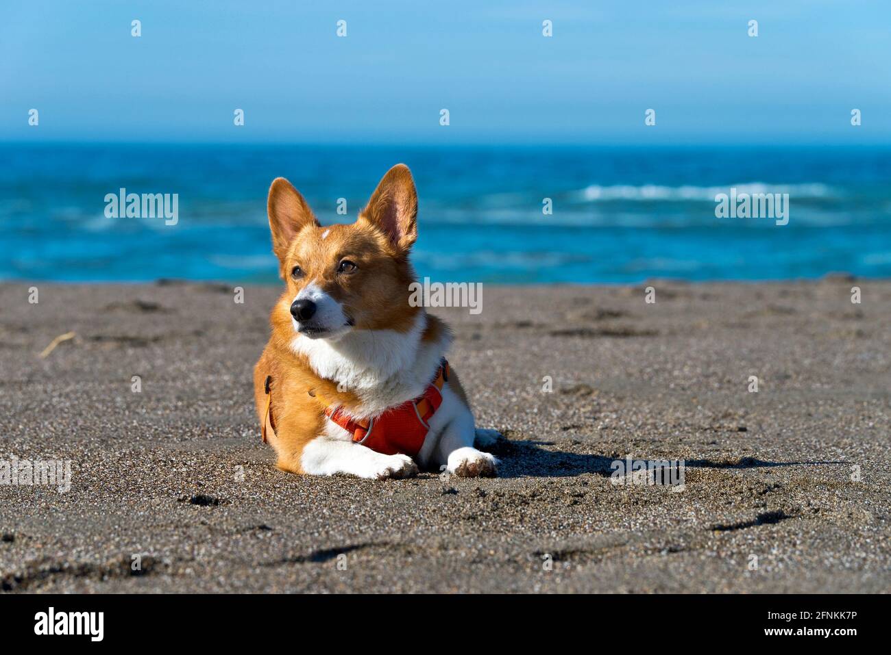 Corgi on the beach Stock Photo - Alamy